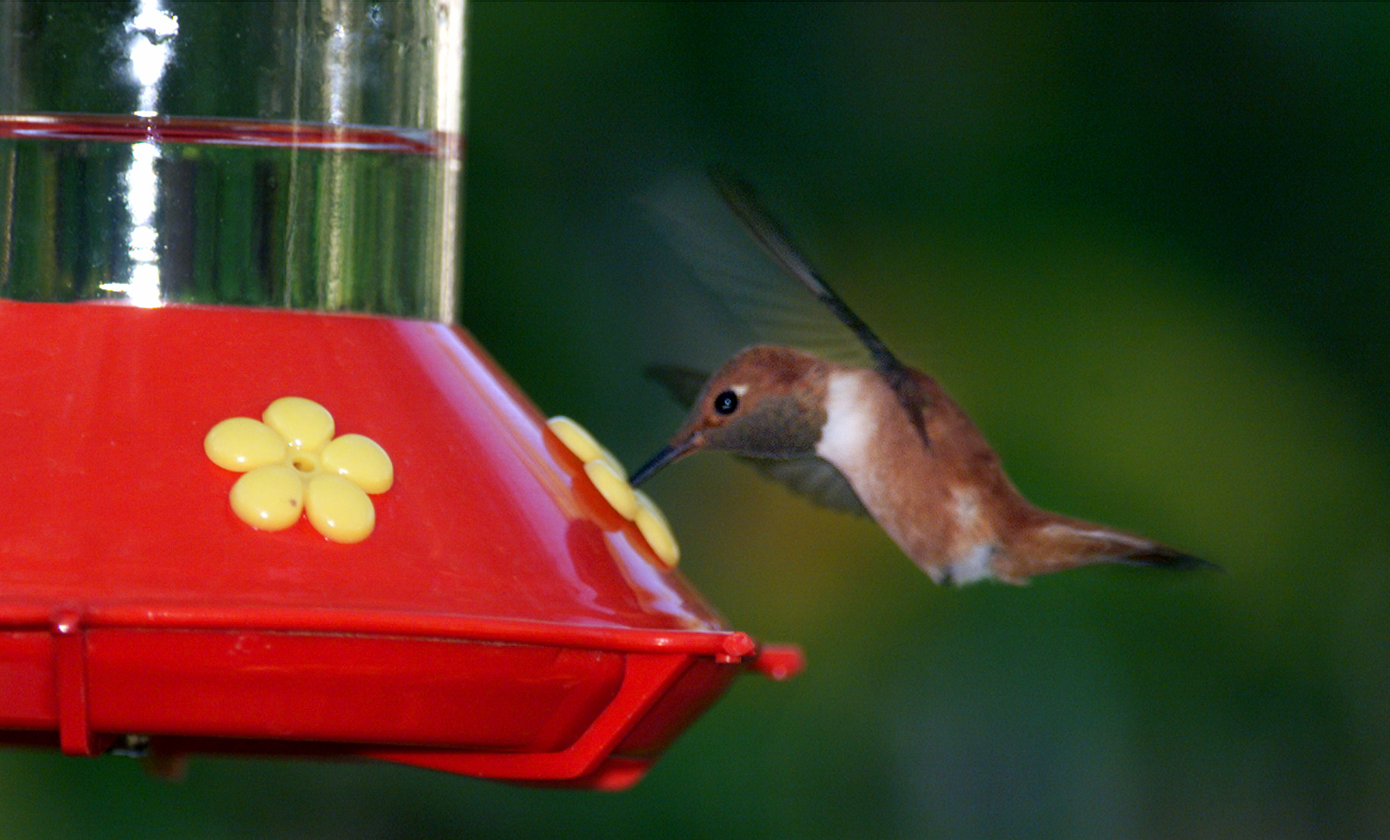 Create a buffet for hummingbirds