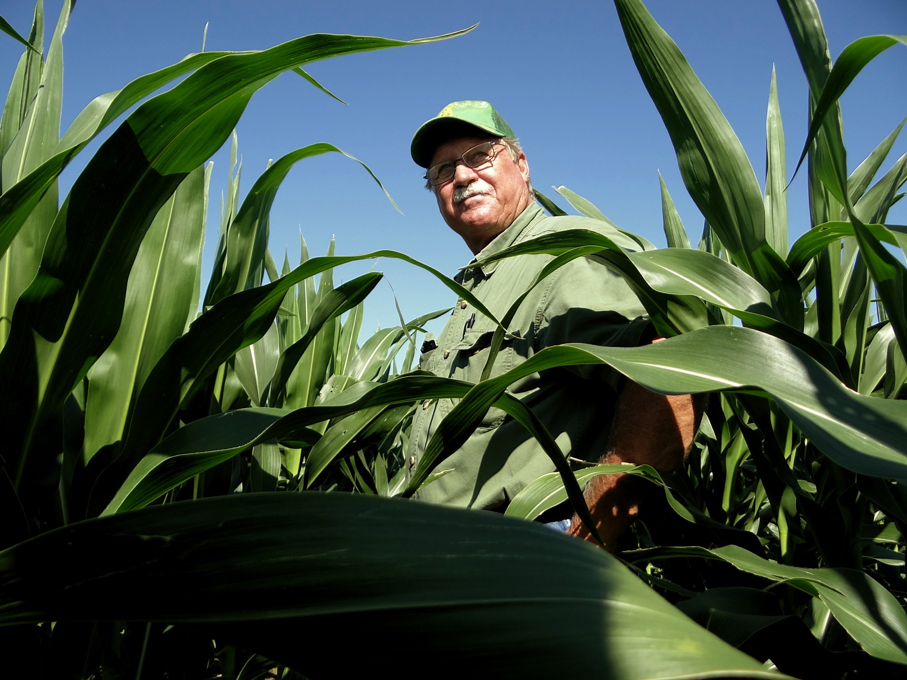 Fall corn popping up in Texas