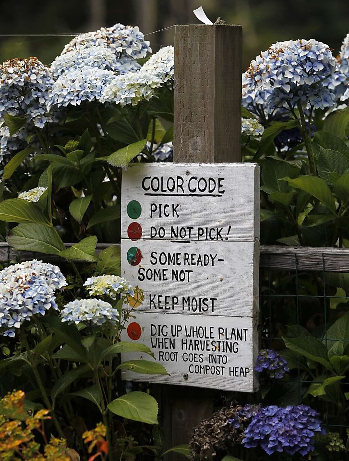 Sea Ranch's Posh Squash community garden