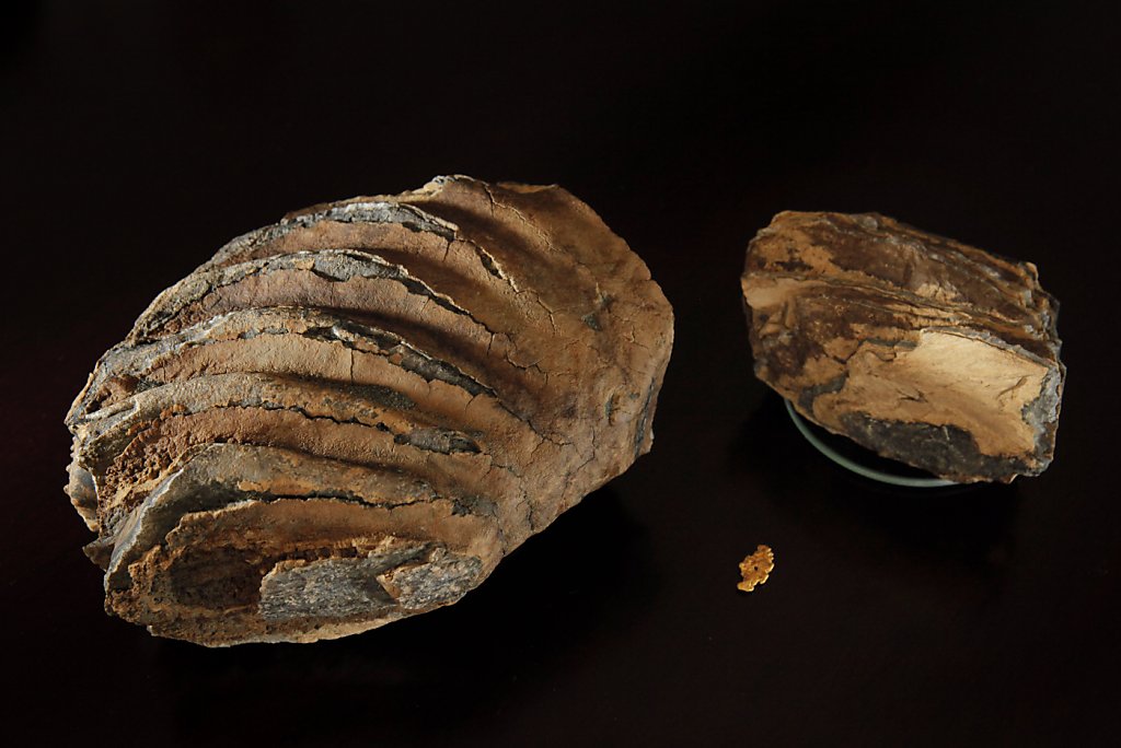 Mammoth tooth found at Transbay dig