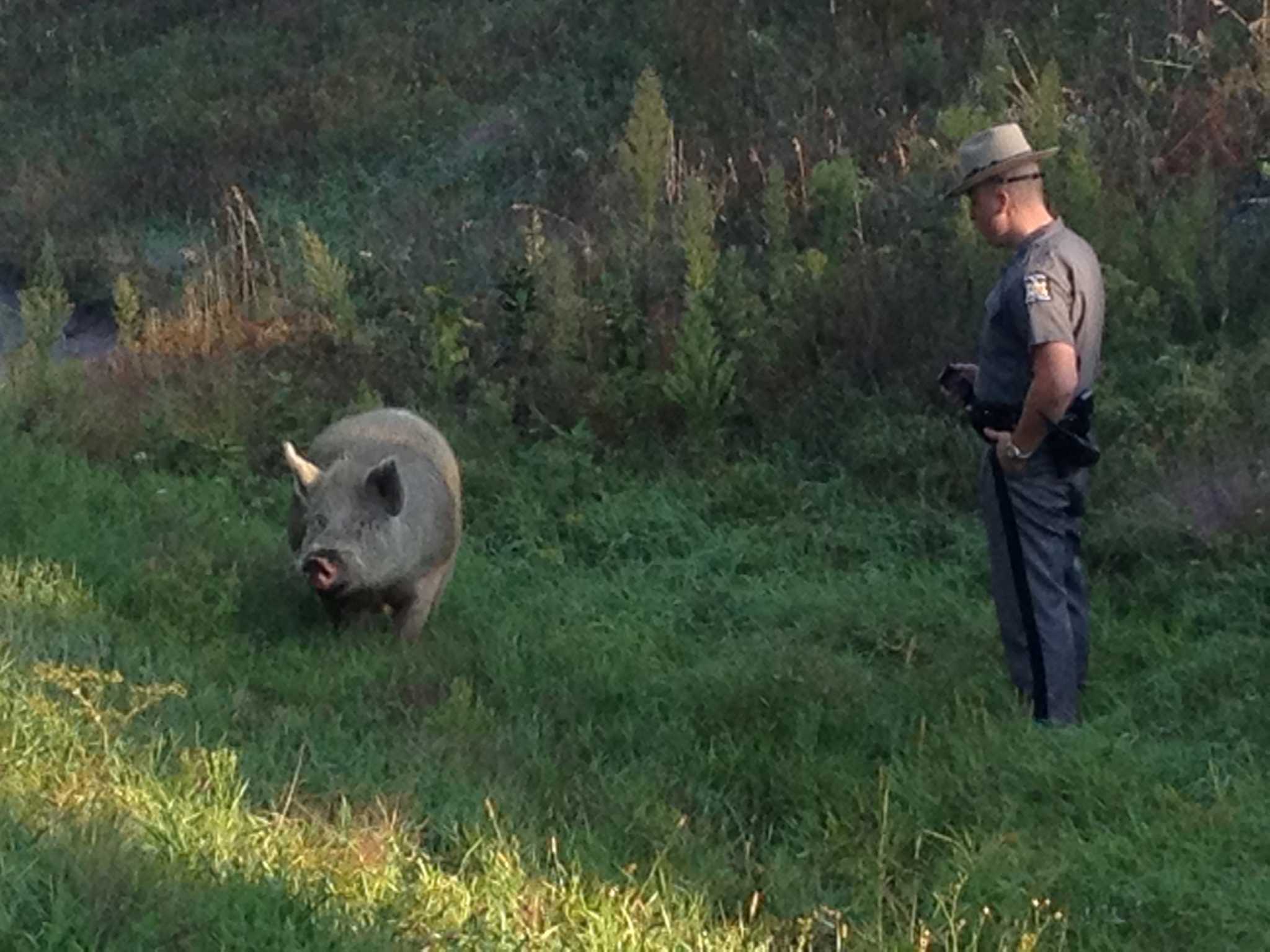 Some pig: Pet goes hog wild