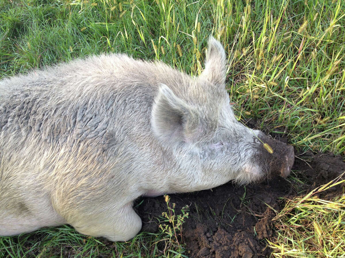 Some pig: Pet goes hog wild