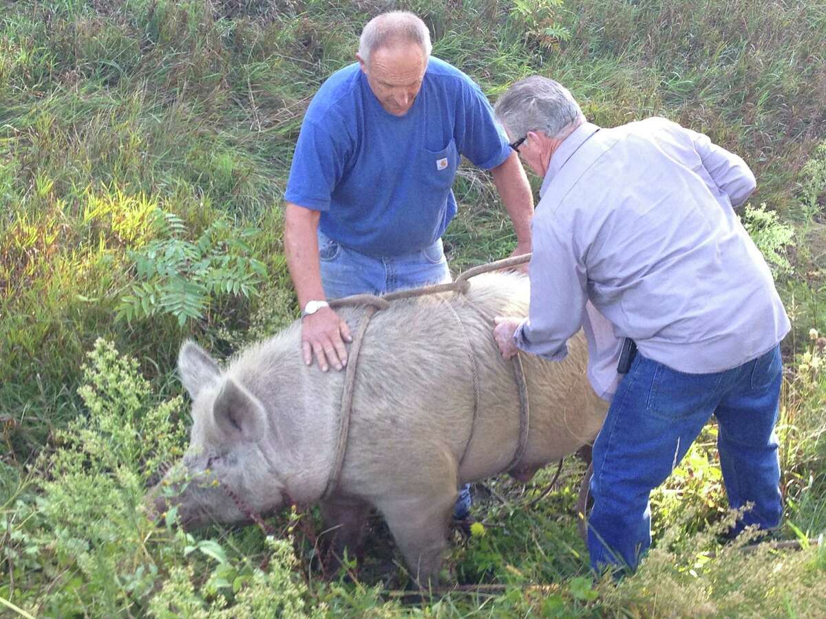 Some pig: Pet goes hog wild