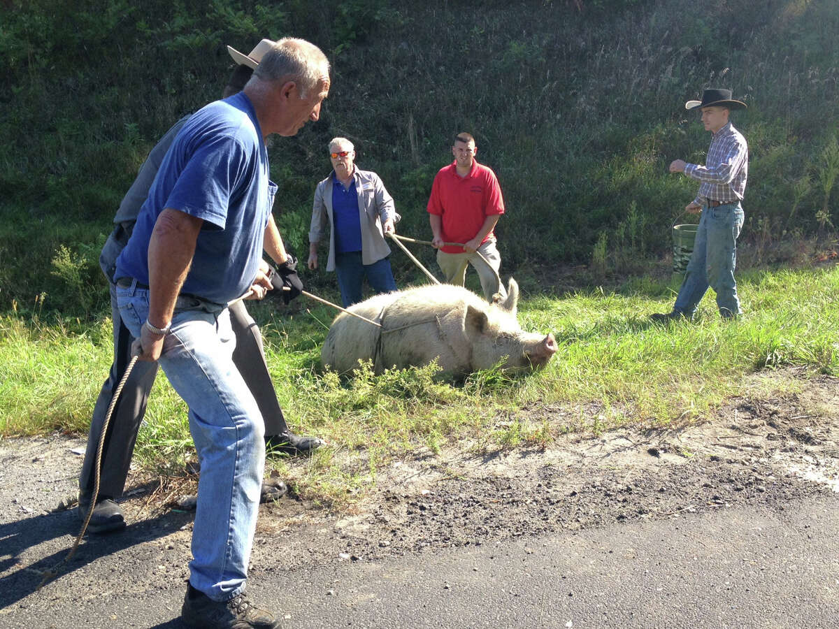 Some pig: Pet goes hog wild
