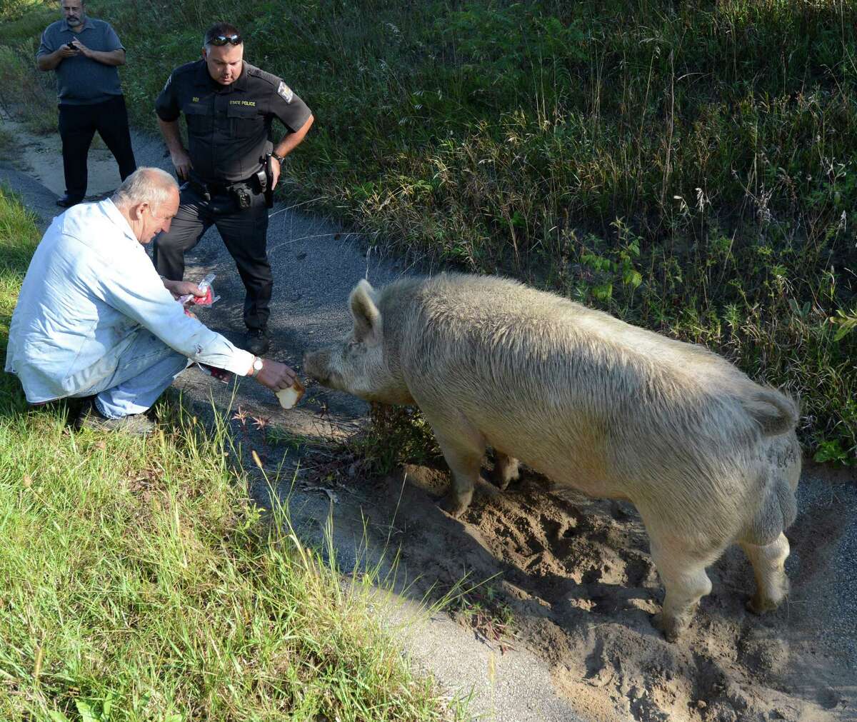Some pig: Pet goes hog wild