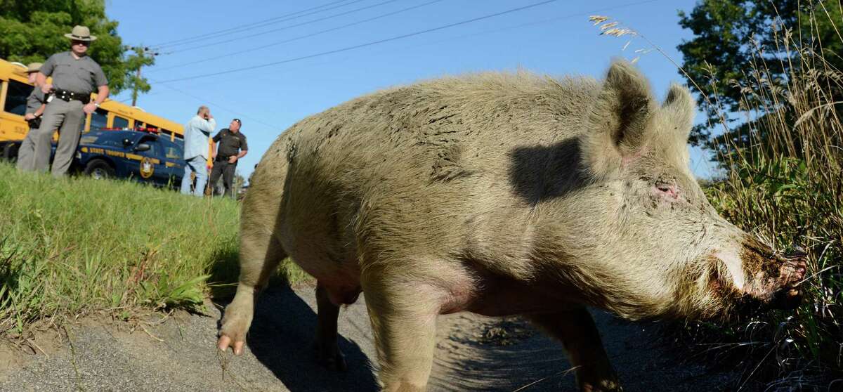 Some pig: Pet goes hog wild