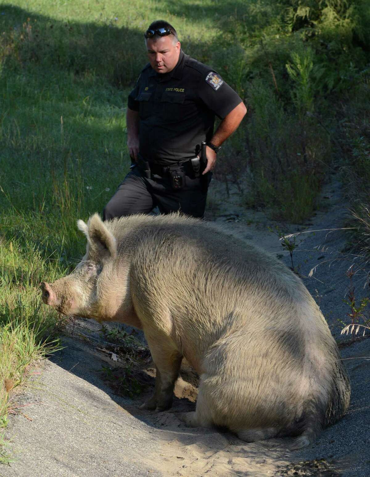 Some pig: Pet goes hog wild