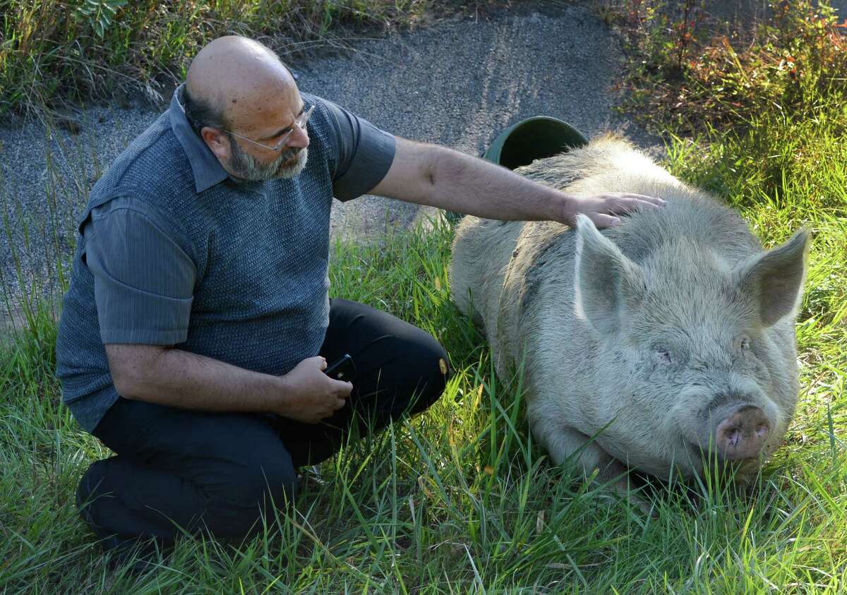 Some pig: Pet goes hog wild