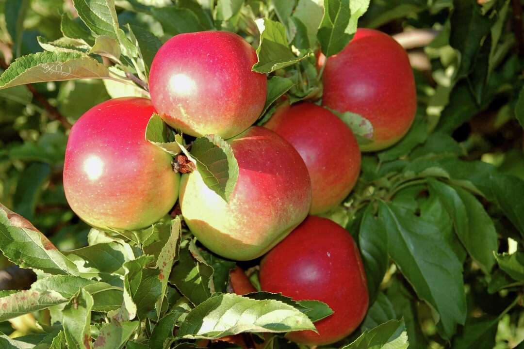 Lyman Orchards a fall family getaway