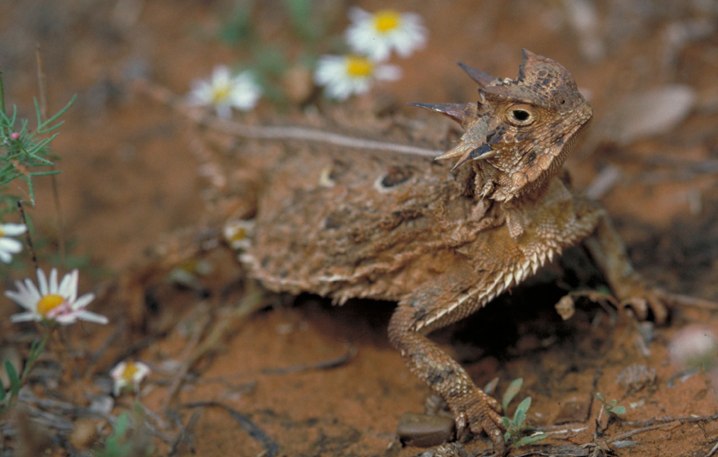 Texas horned lizard population declining