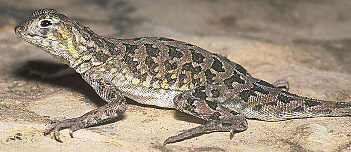 Drought driving concern for endangered species