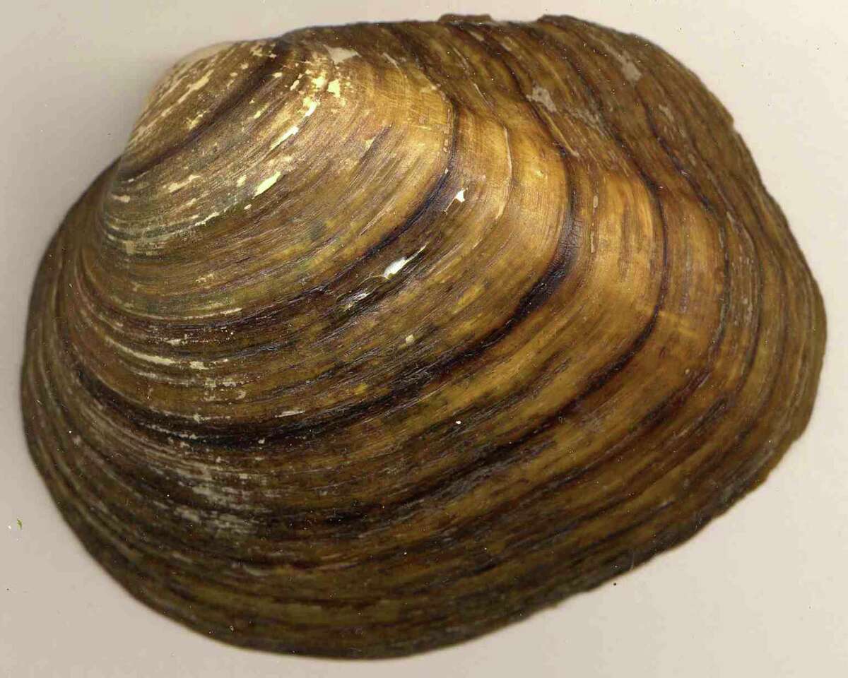 Drought driving concern for endangered species