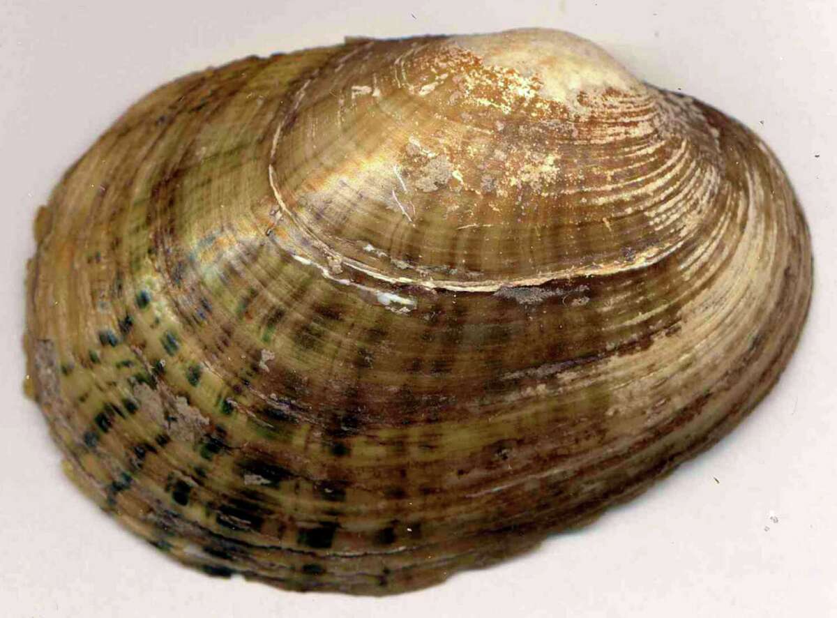 Rare, threatened and endangered species in Bexar County