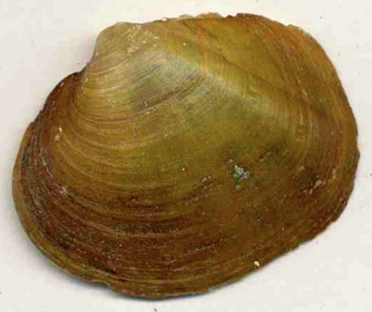 Drought driving concern for endangered species