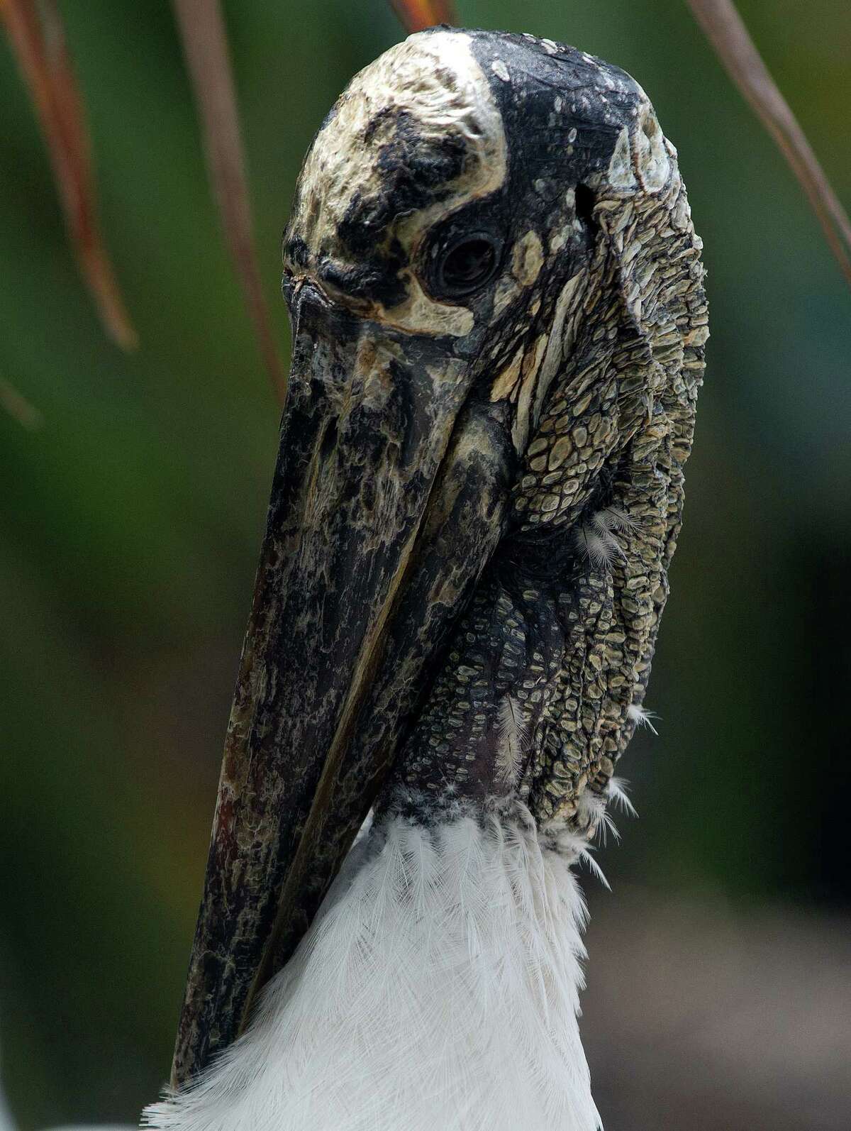 Texas horned lizard population declining