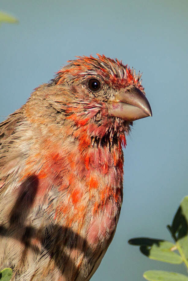 Birds' scruffy feathers are only temporary - Houston Chronicle
