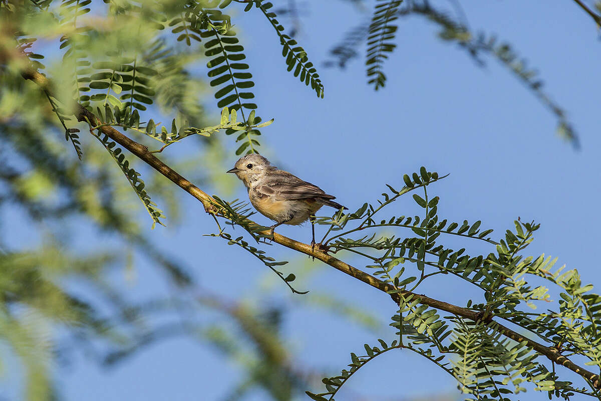 Birds' scruffy feathers are only temporary
