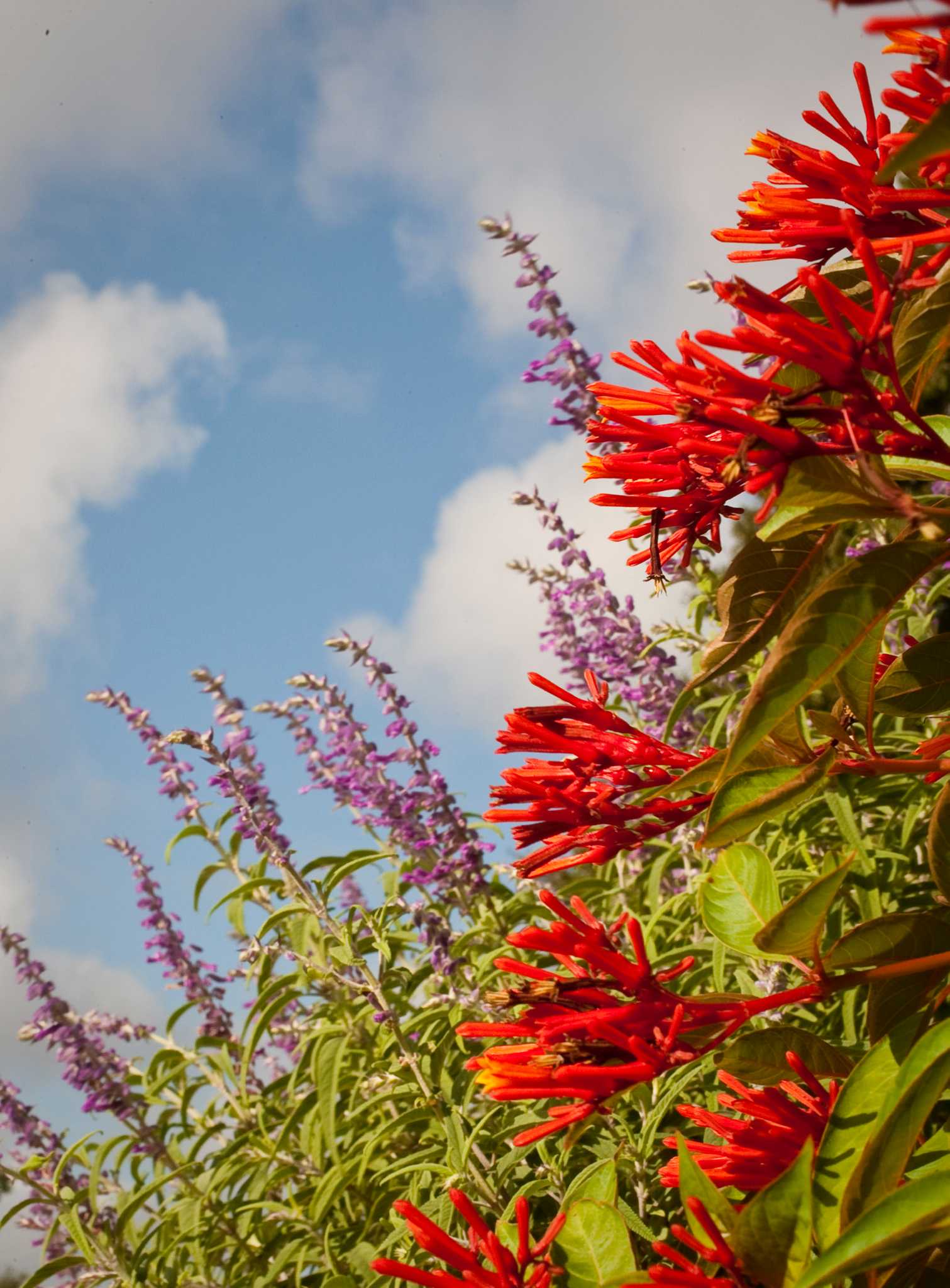 Shop fall plant sales for new favorites in your garden