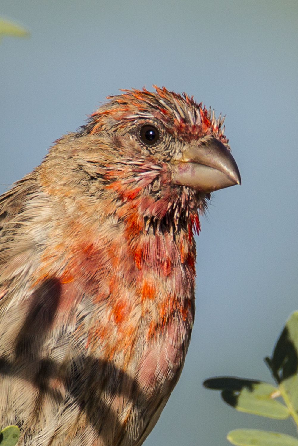 Birds' scruffy feathers are only temporary