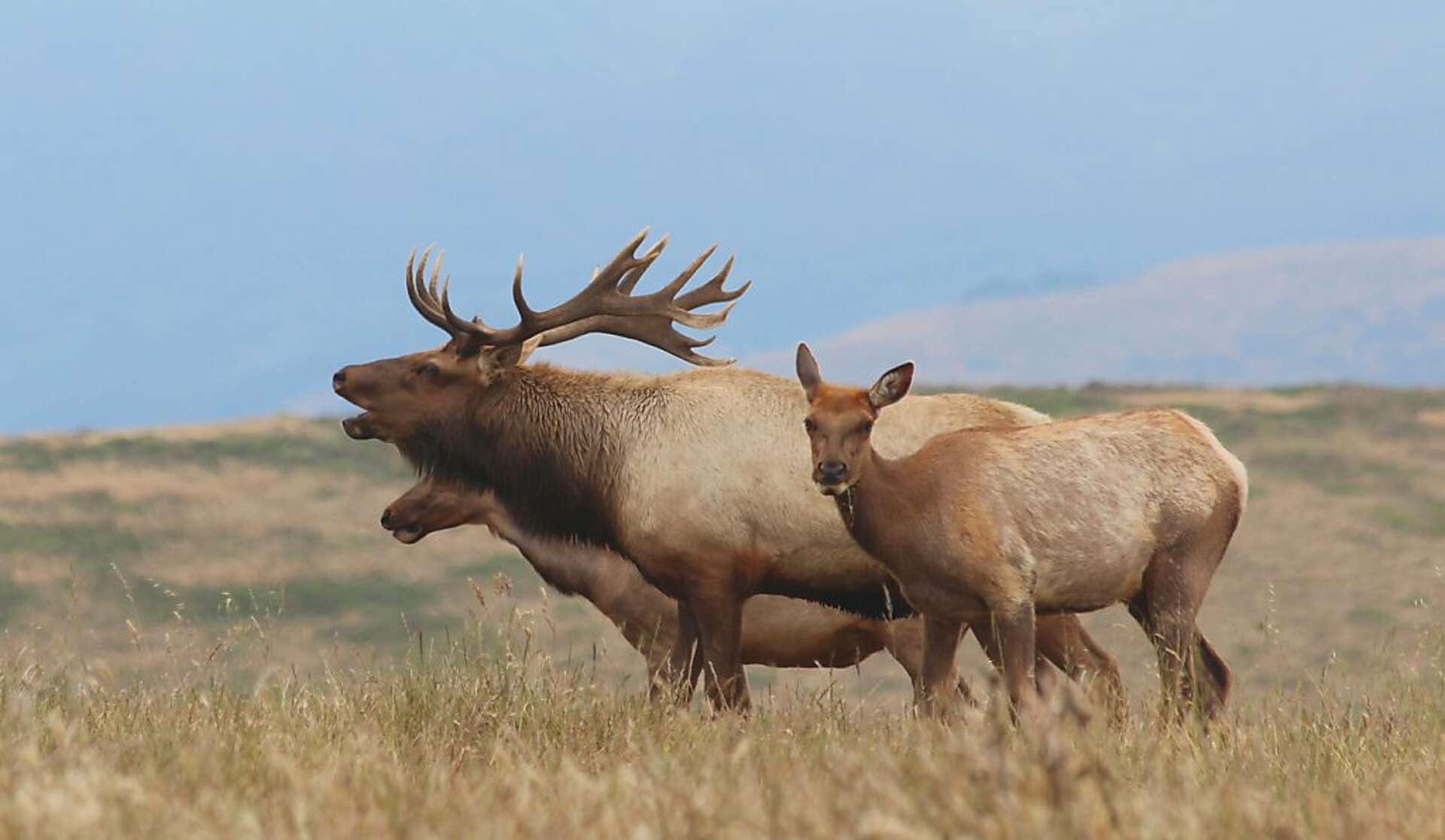 Point Reyes teeming with wildlife