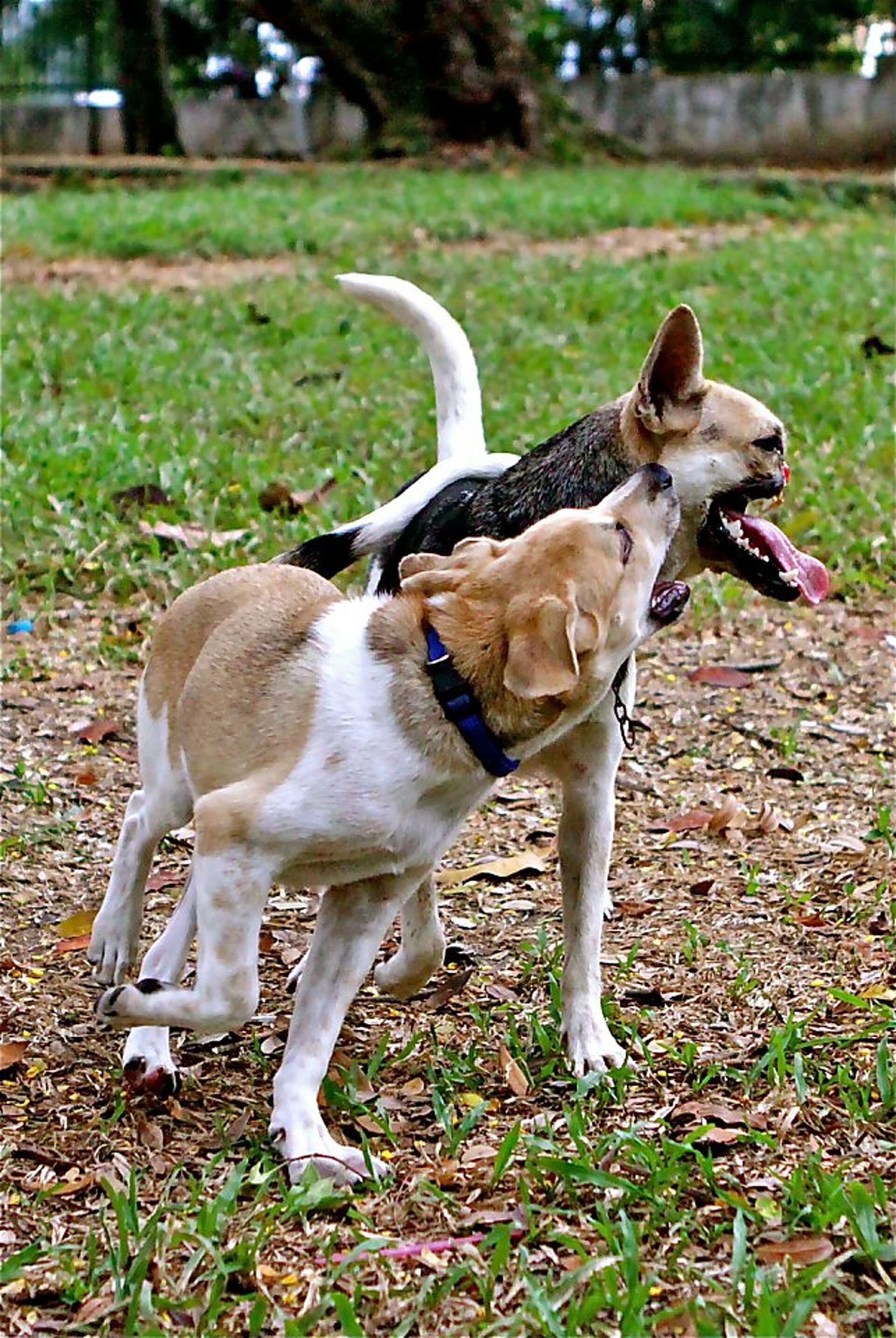 Snout-less 'hero dog' Kabang arrives at UC Davis