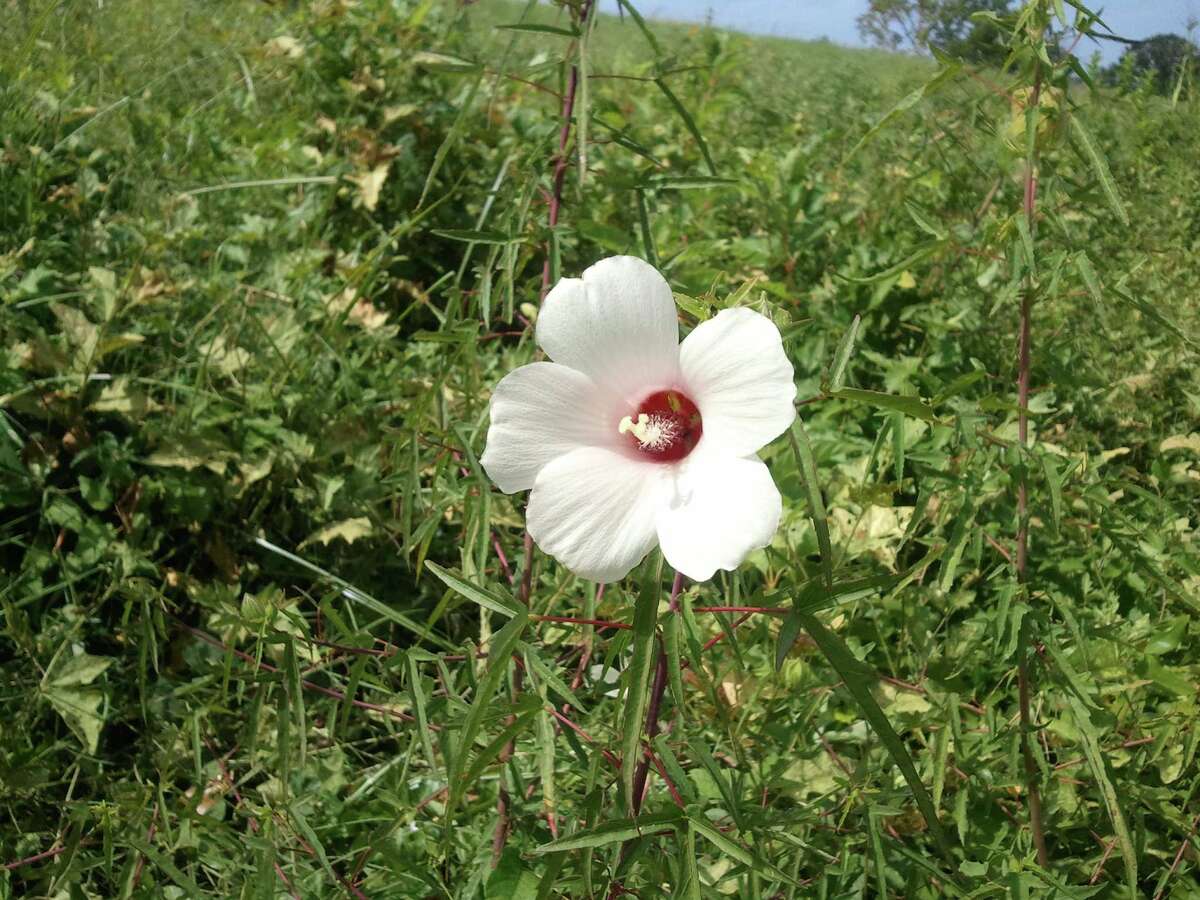2 Texas plants are considered for endangered list