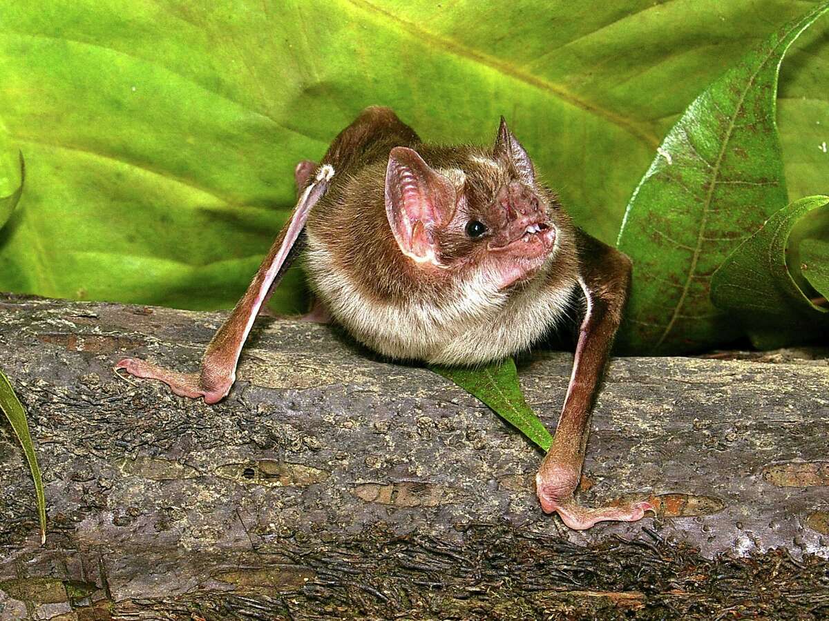 Mother bats take flight with newborns for the first time at Bracken Cave