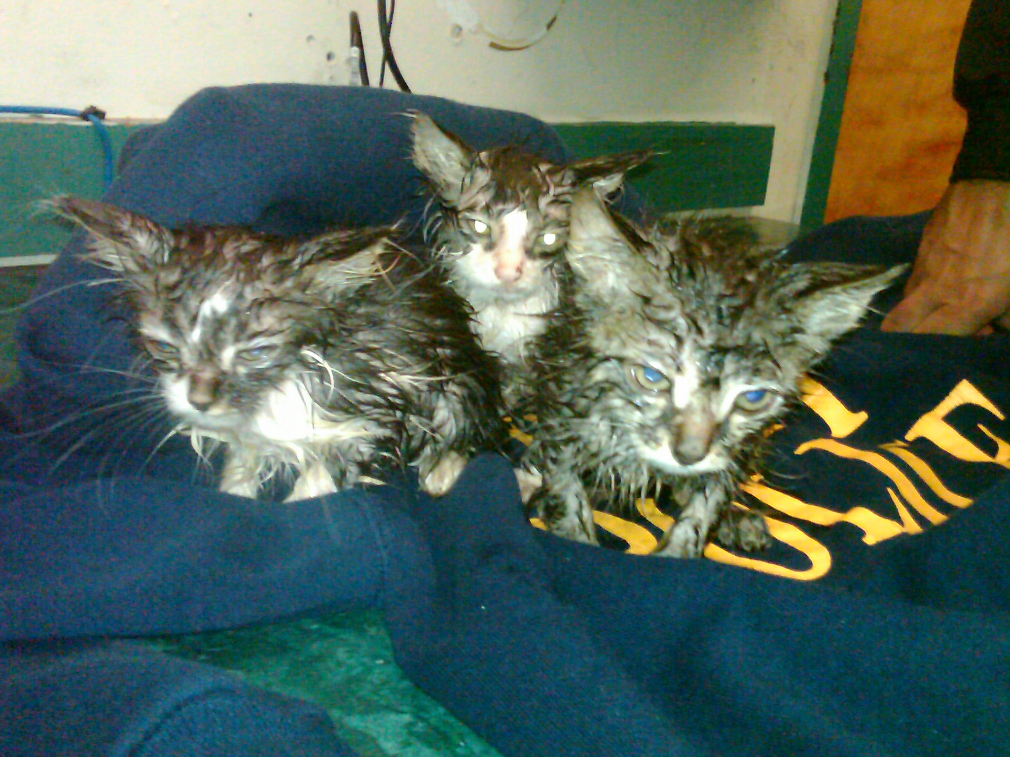 3 kittens rescued in rain