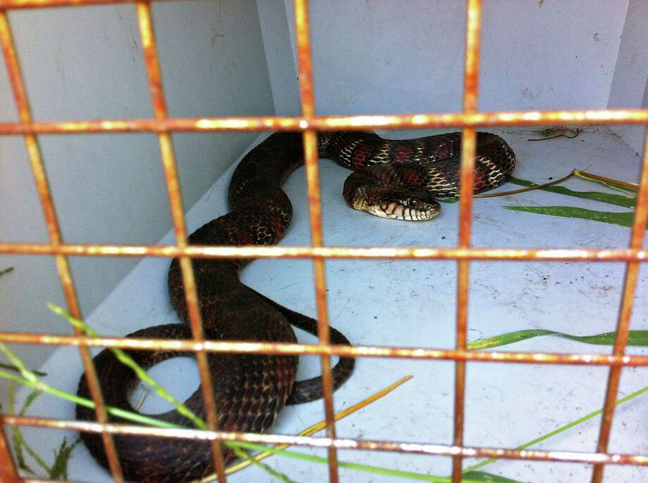 Connecticut's snakes - Connecticut Post