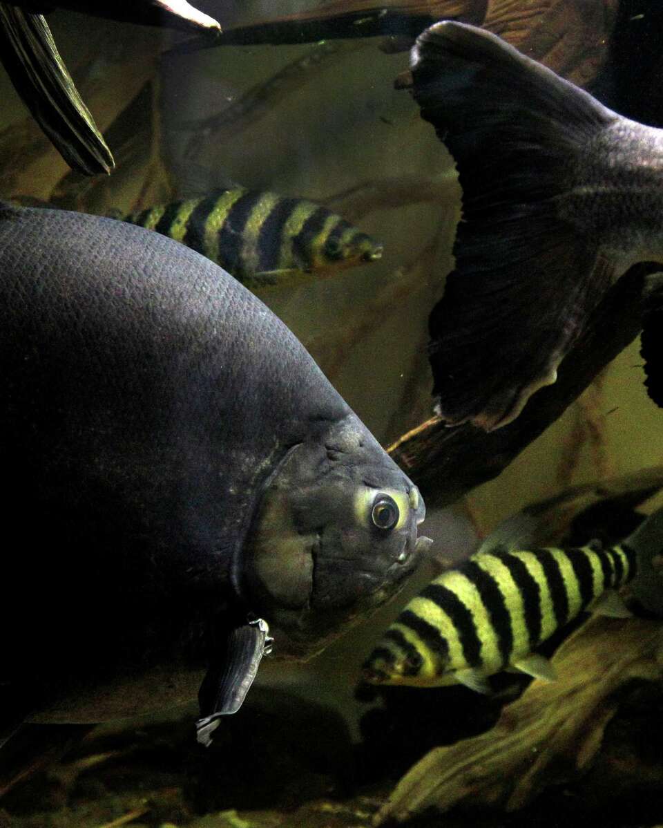 Anglers catch extremely rare fish in Southern California