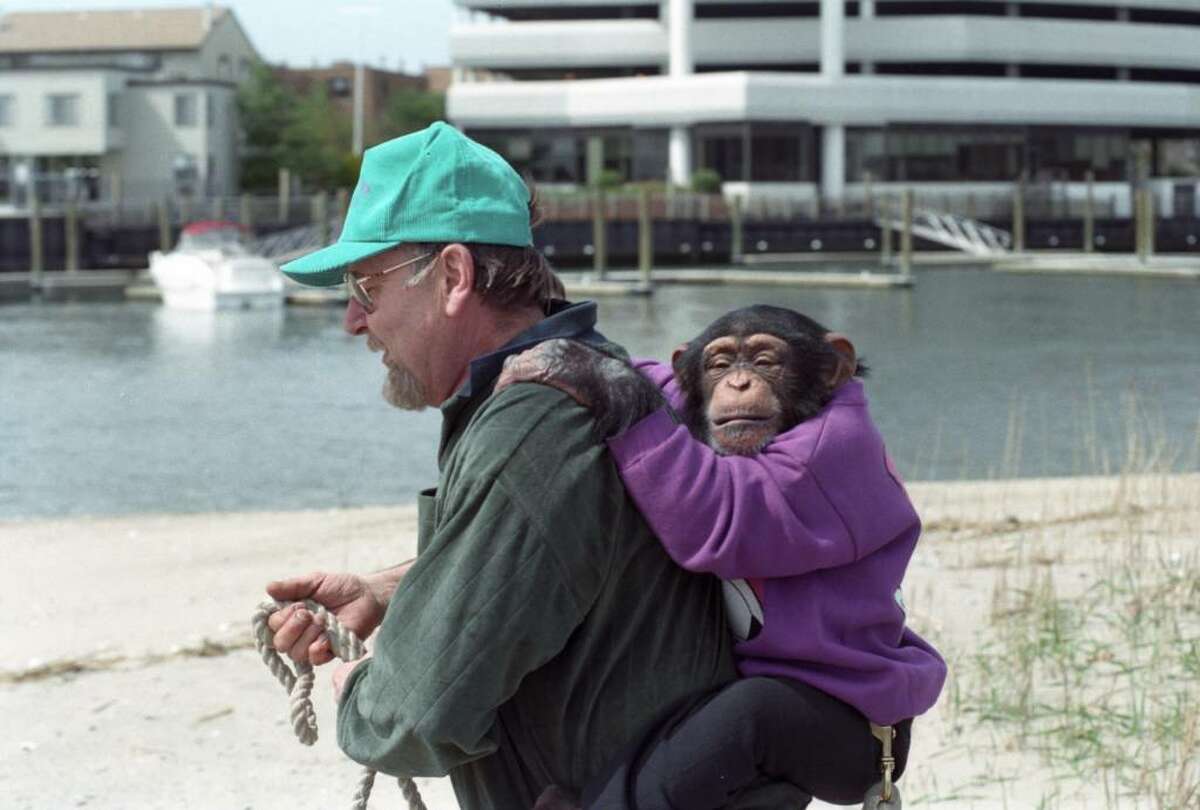 Stamford woman won't be charged in chimpanzee attack