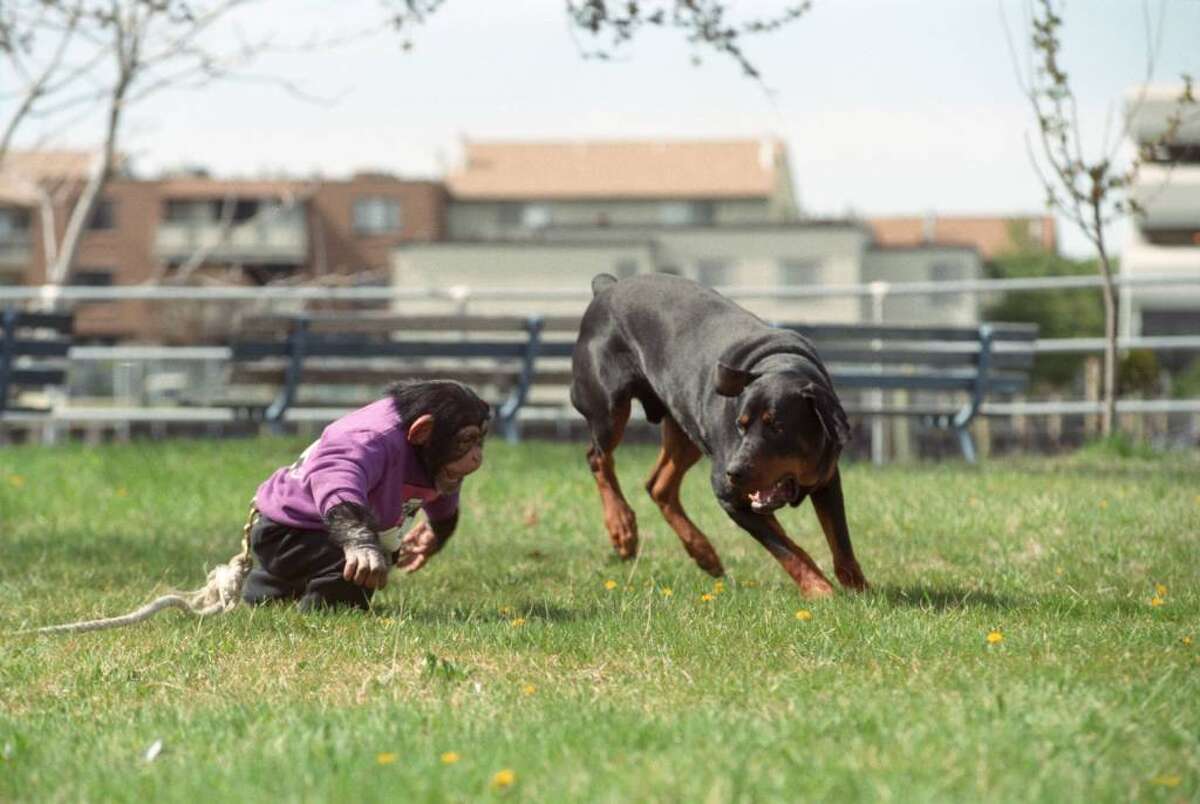 Stamford woman won't be charged in chimpanzee attack