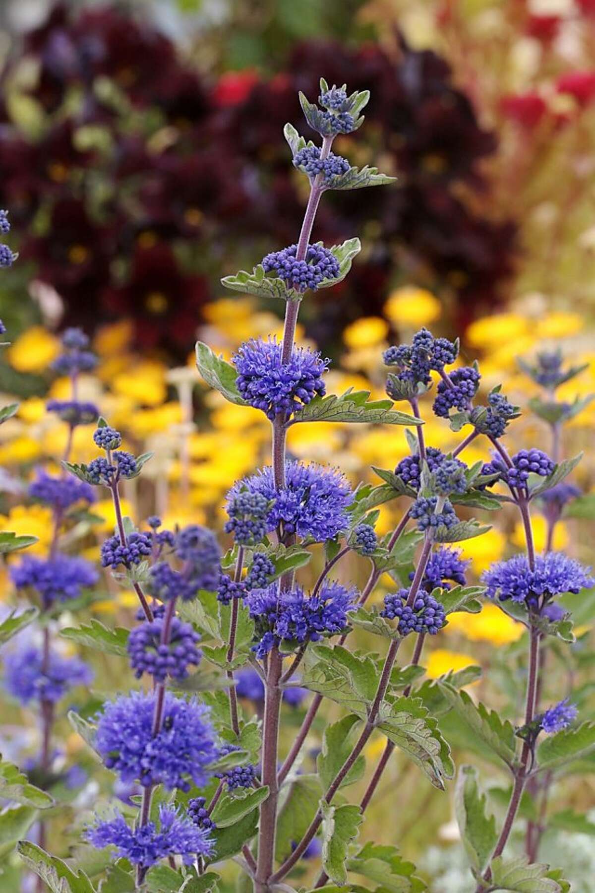 Caryopteris: perennial butterfly favorite
