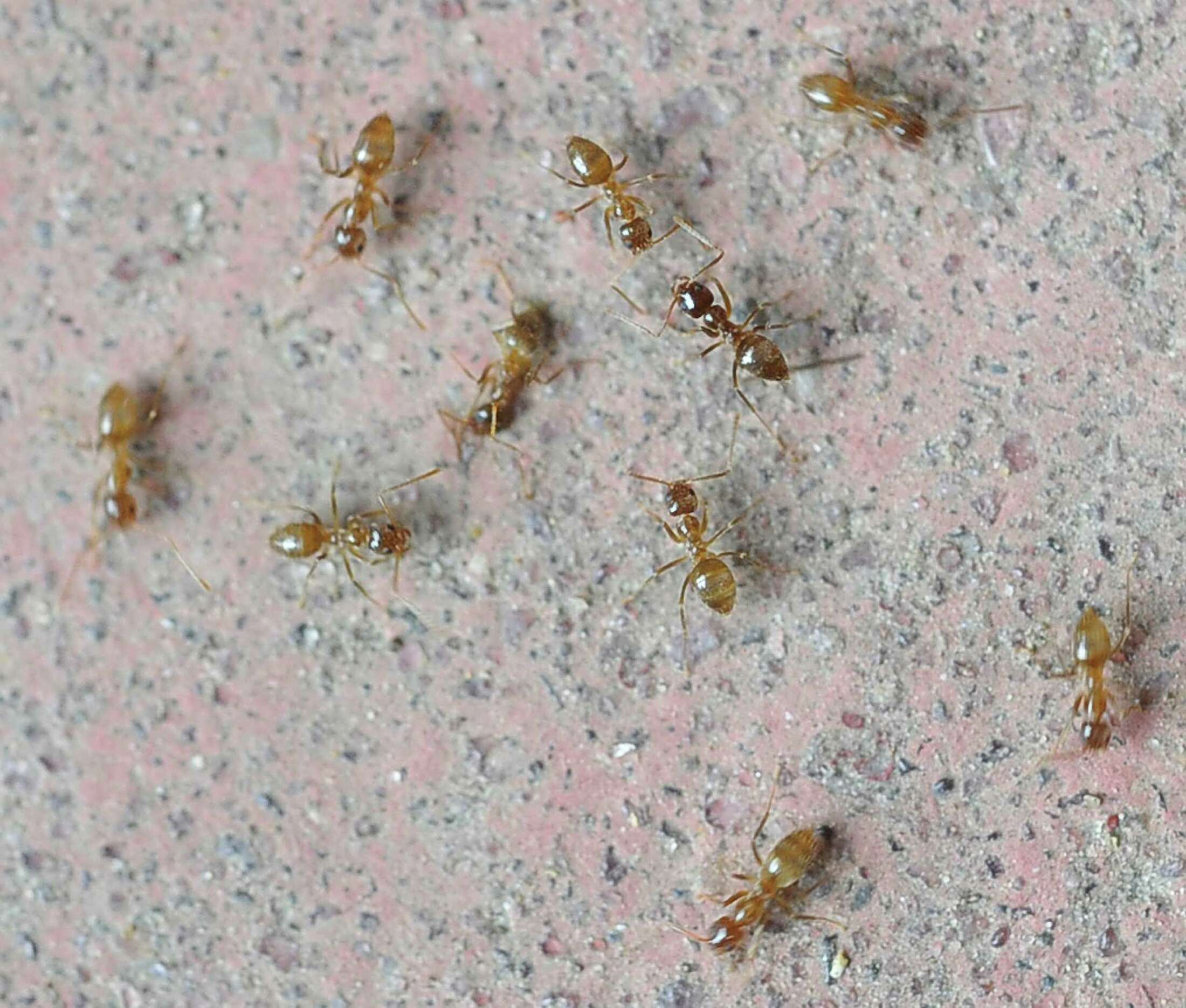 Crazy ants can fight off fire ants, new study shows