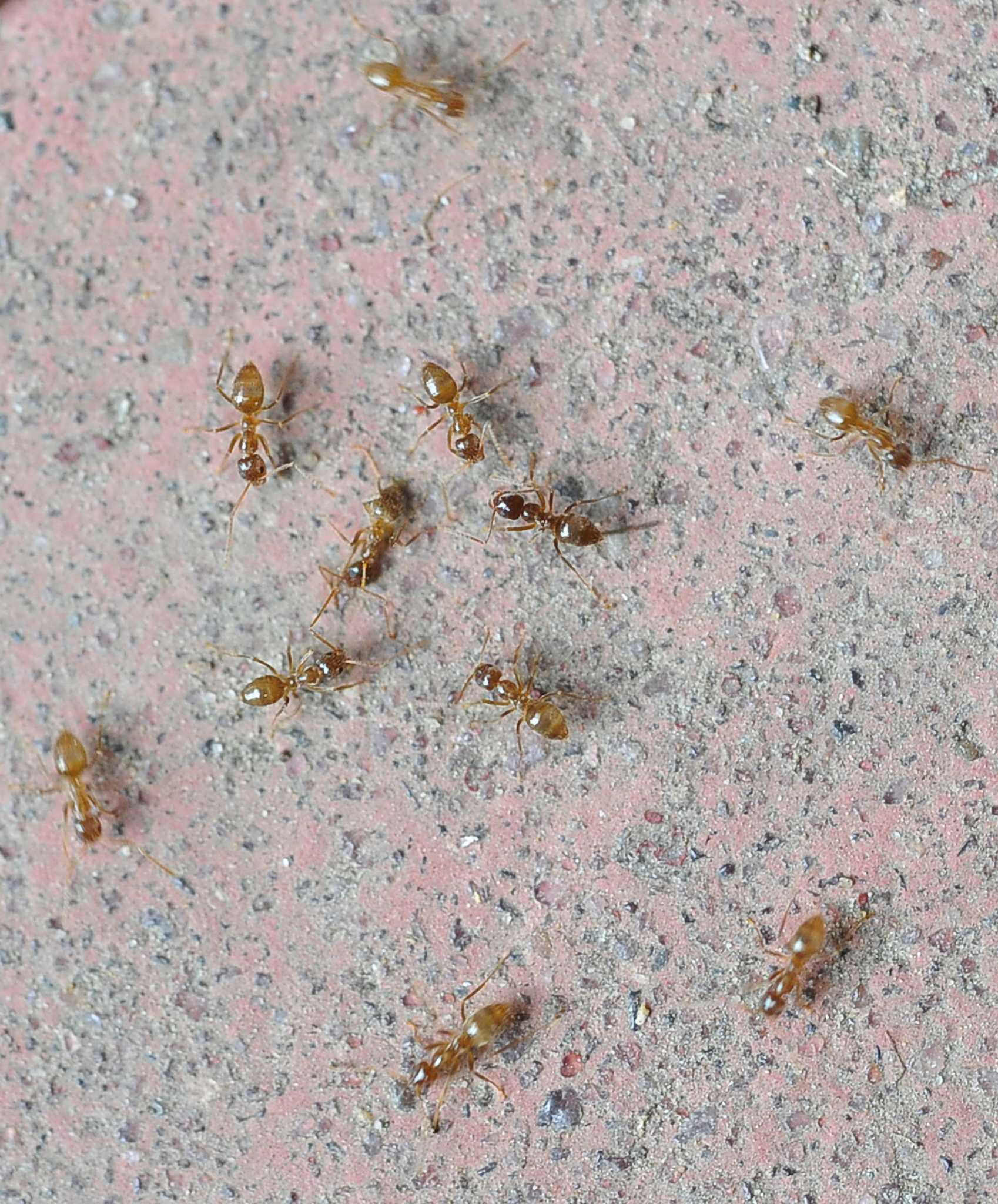 Tiny Red Ants Texas