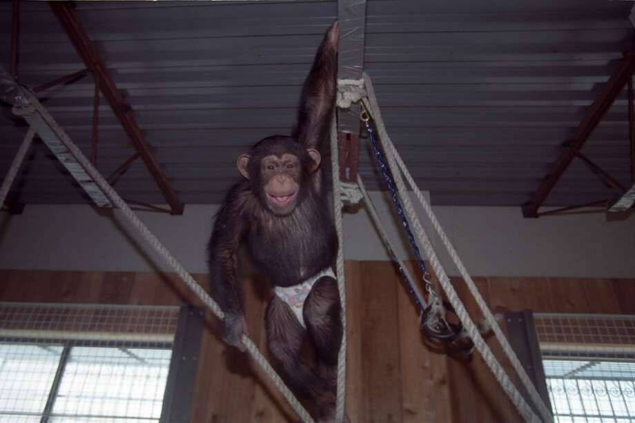 Nash attorneys: Chimp was 'ticking time bomb' - Connecticut Post