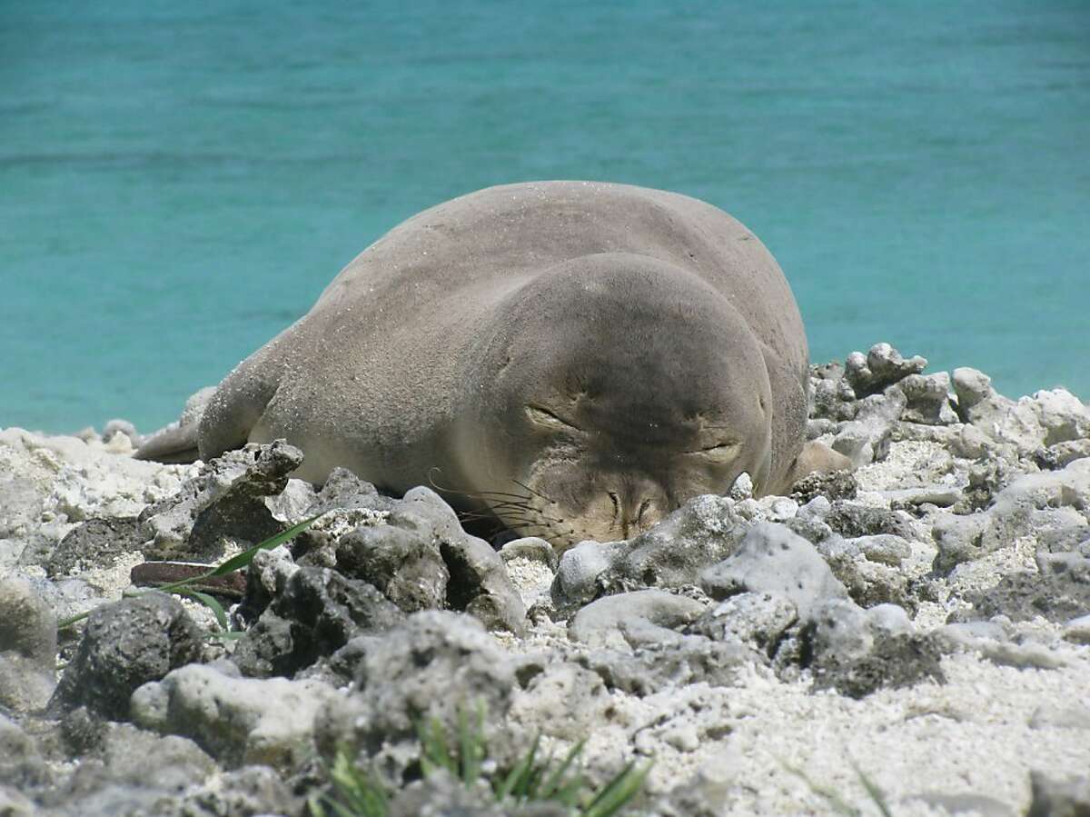 New hope for rare Hawaiian monk seals
