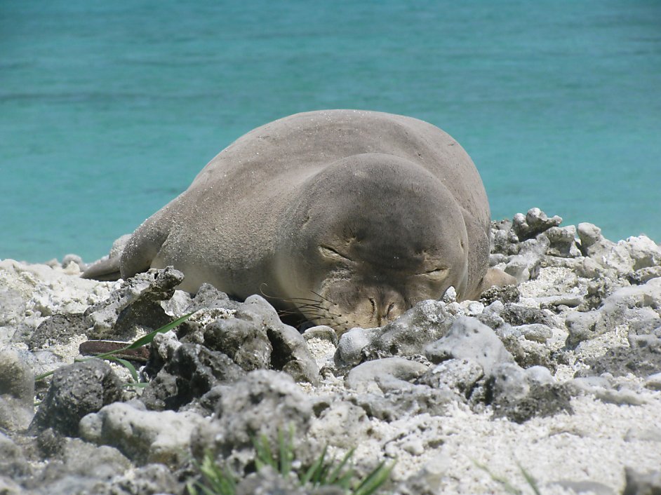 New hope for rare Hawaiian monk seals