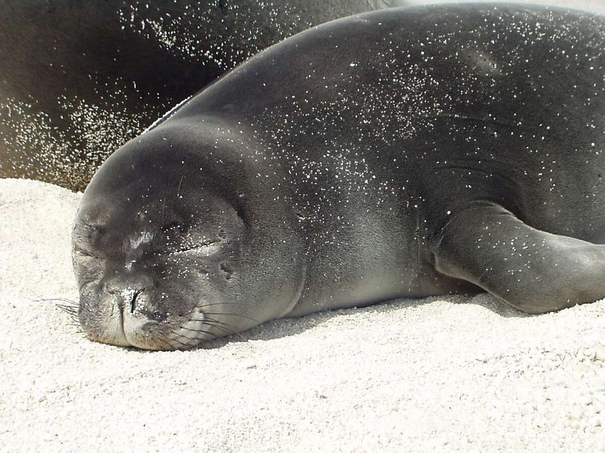 New hope for rare Hawaiian monk seals