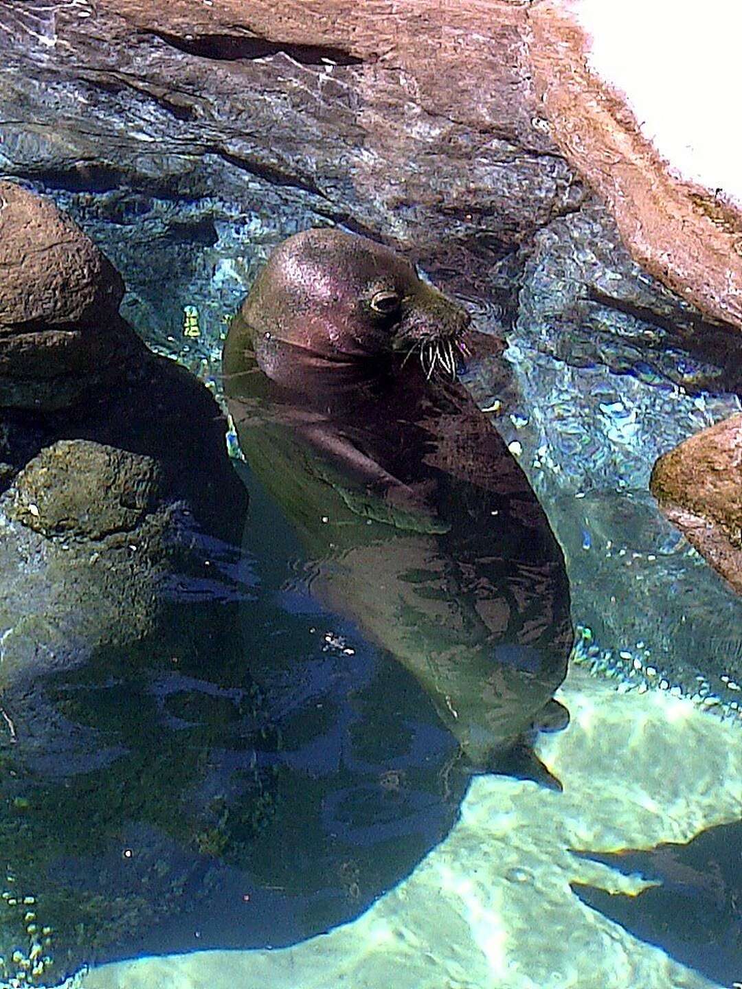New hope for rare Hawaiian monk seals
