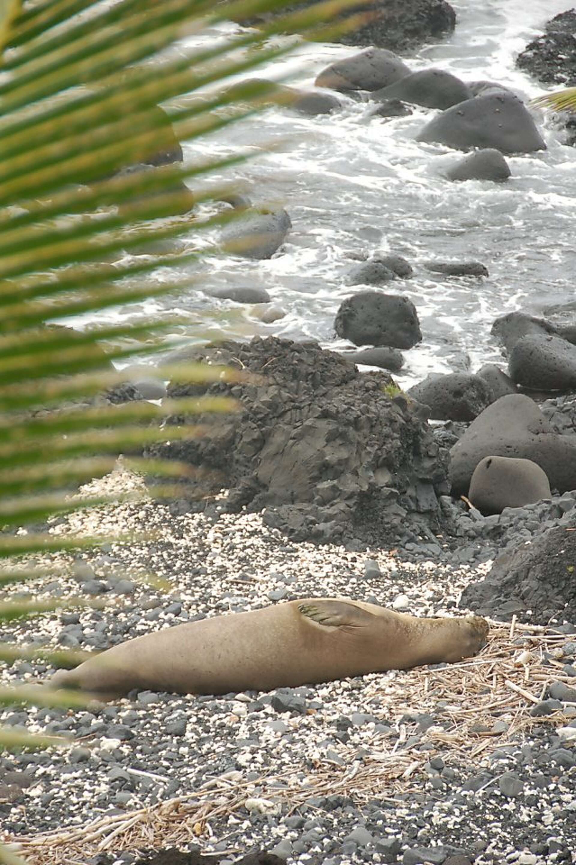 New hope for rare Hawaiian monk seals