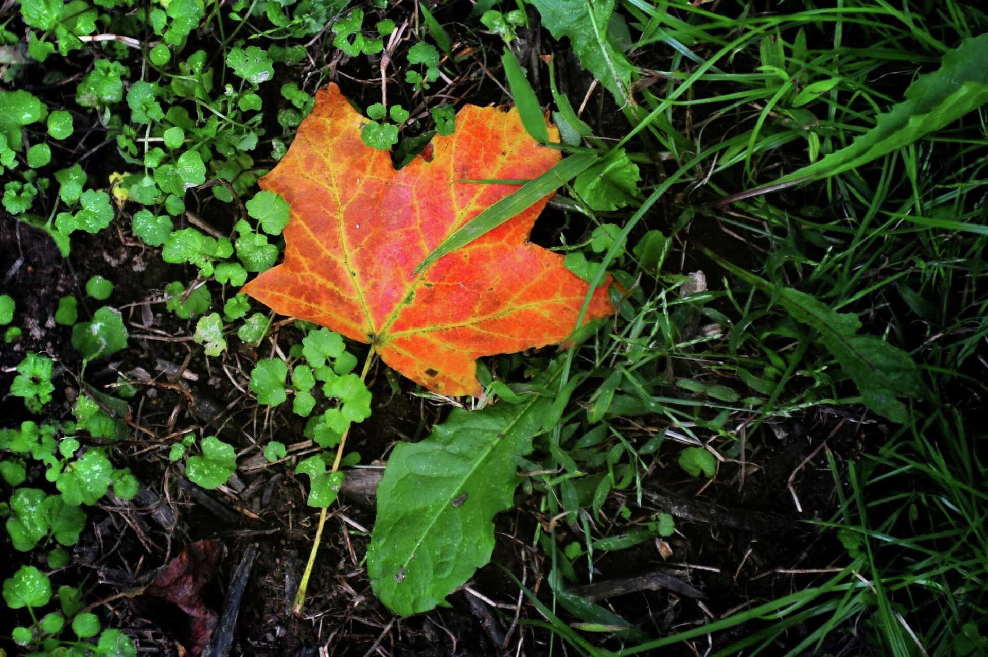 From foliage, apples to pumpkins, fall looks bright