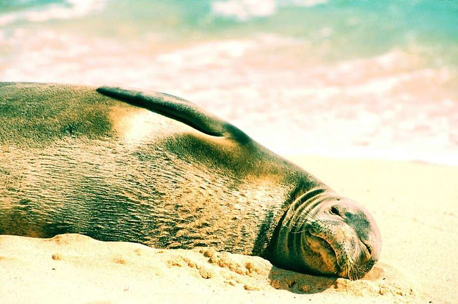 New hope for rare Hawaiian monk seals - SFGate