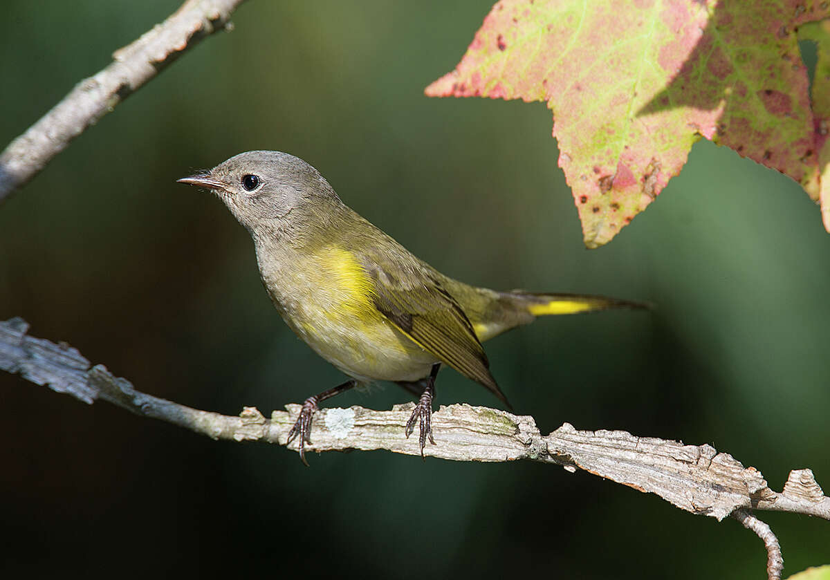 Nature: Warblers make a second pass through Texas in fall