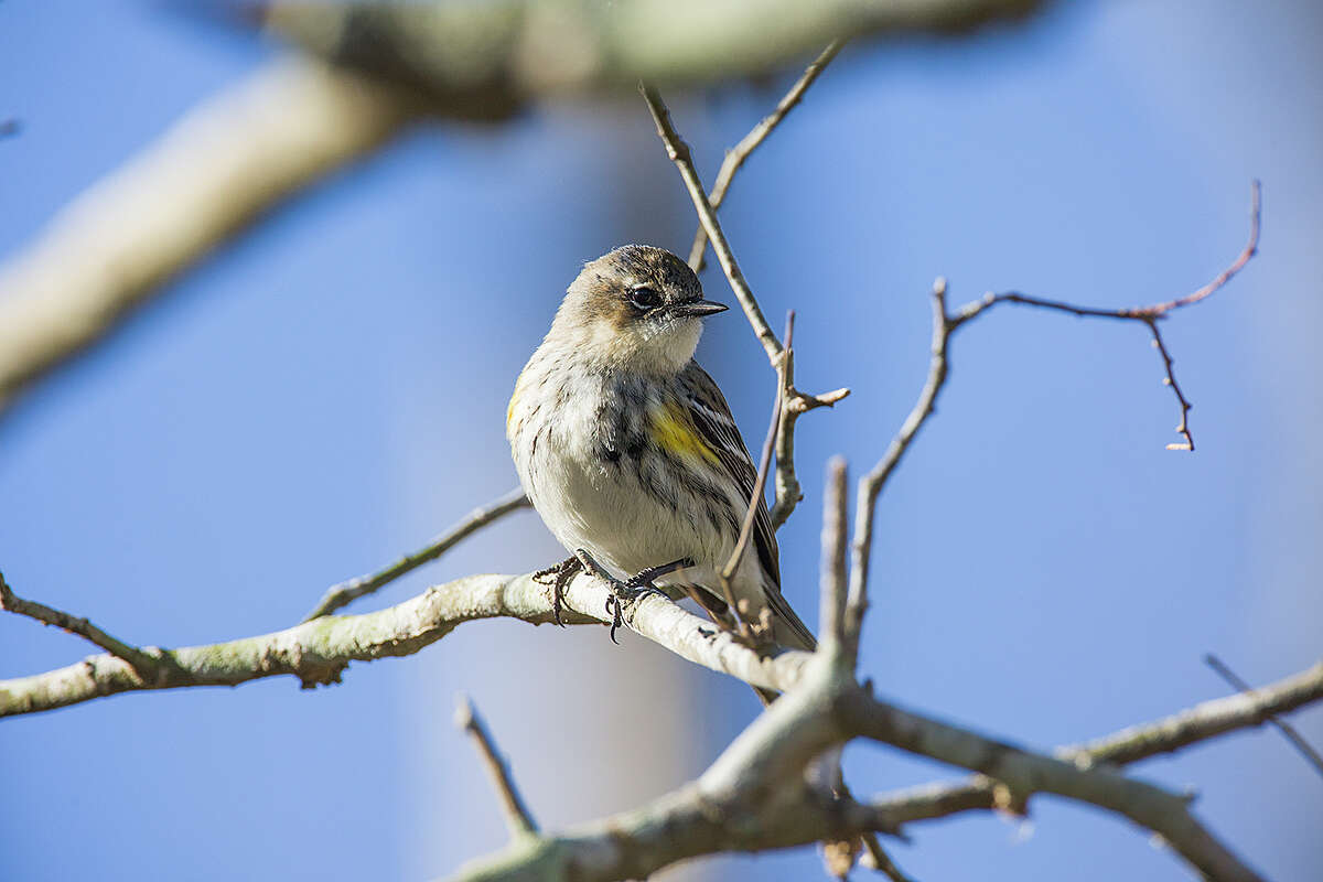 Nature: Warblers make a second pass through Texas in fall