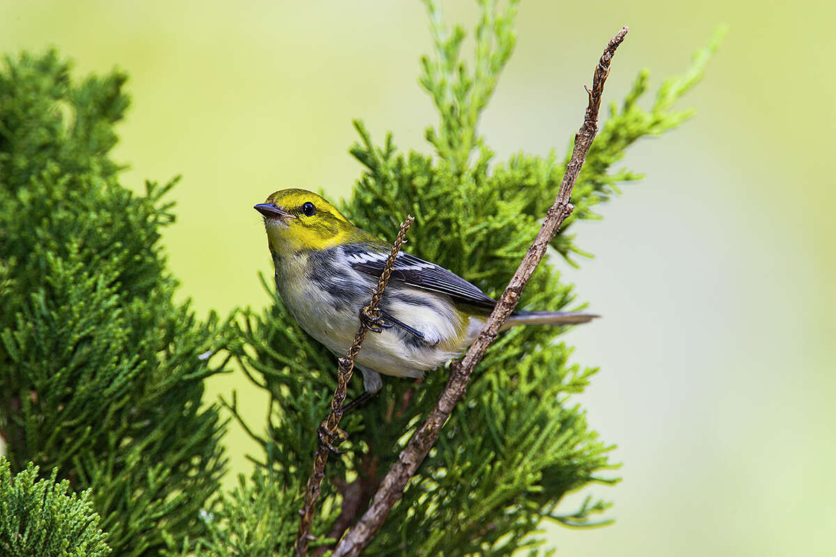 Nature: Warblers make a second pass through Texas in fall