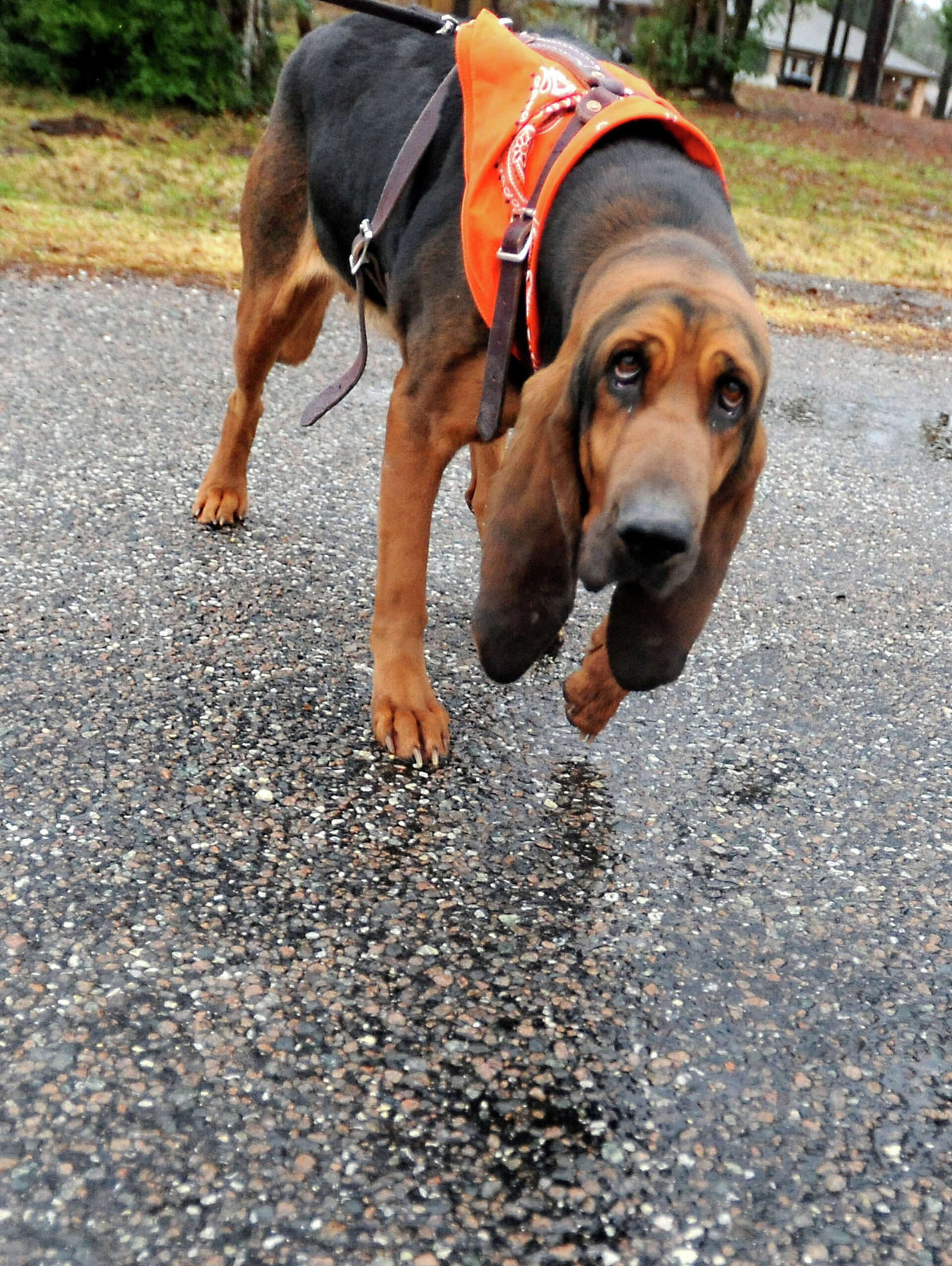 Do police dogs every accidentally snort drugs?