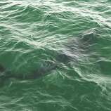 Great white sharks back in Red Triangle - SFGate