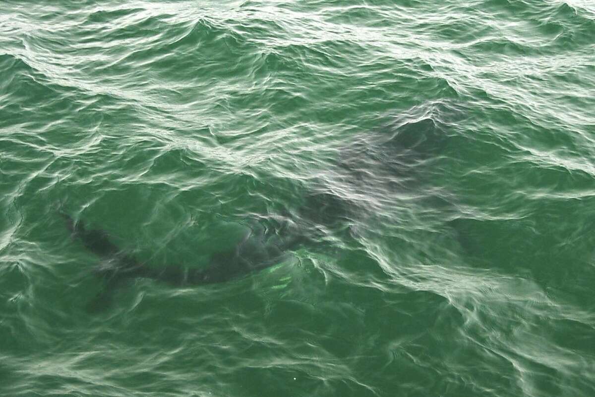 Great white sharks back in Red Triangle