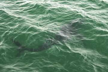 Great white sharks back in Red Triangle